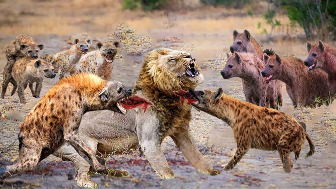 OMG! The Suffering Lion King Resisted Weakly Among The Ferocious Lions ...