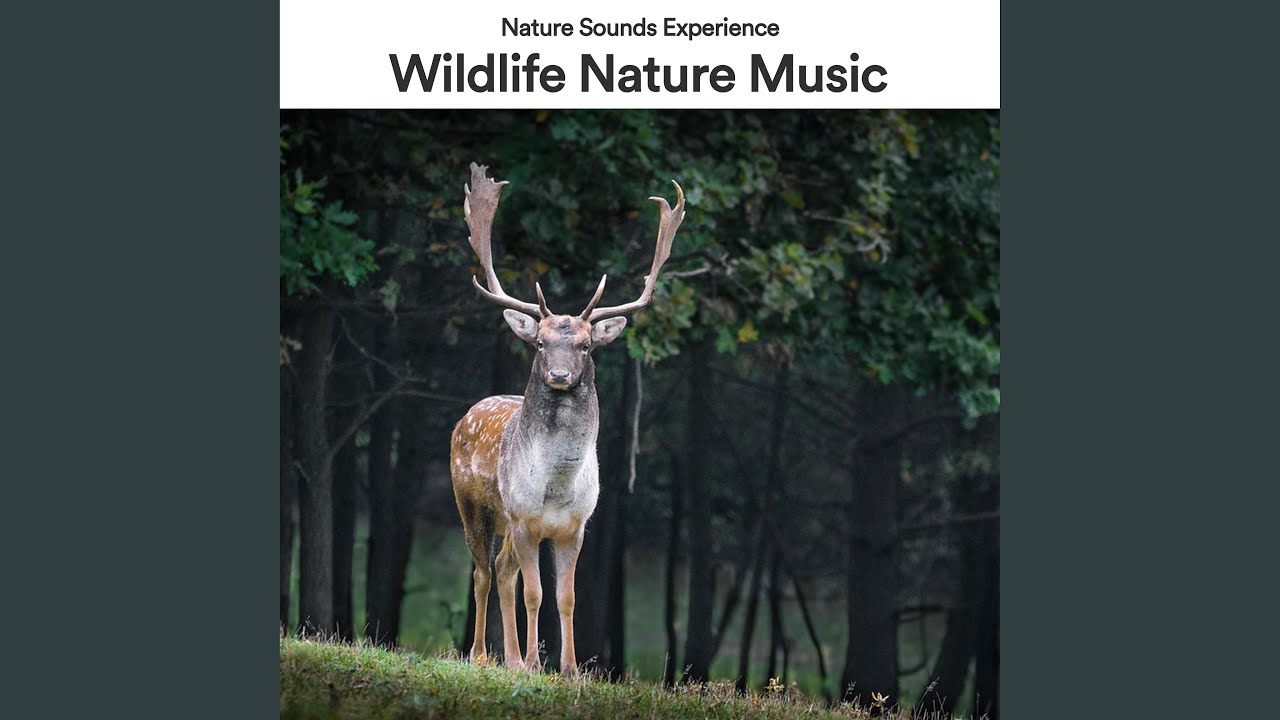 Symphony of Rustling Feathers - YouTube