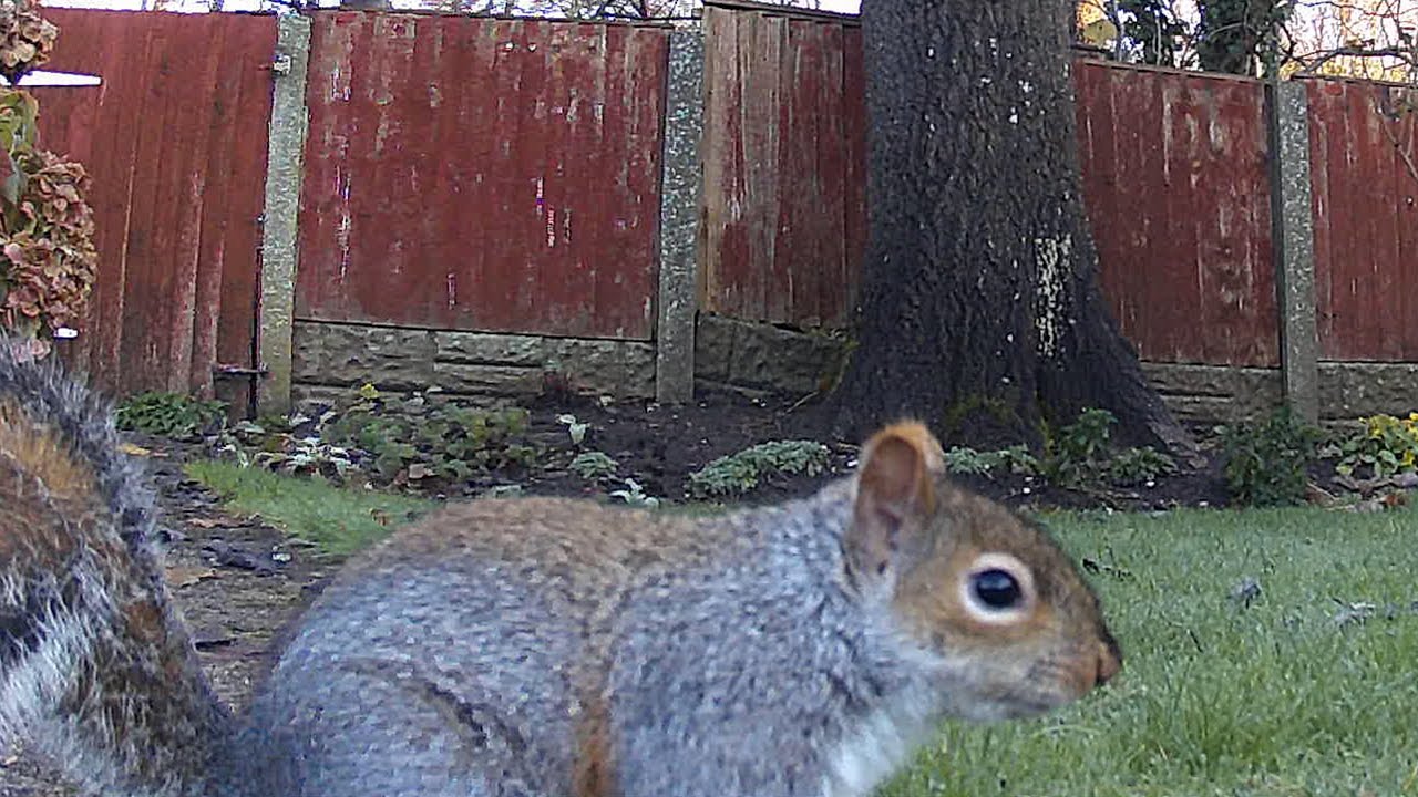 The Funny Things Squirrels Do! - YouTube