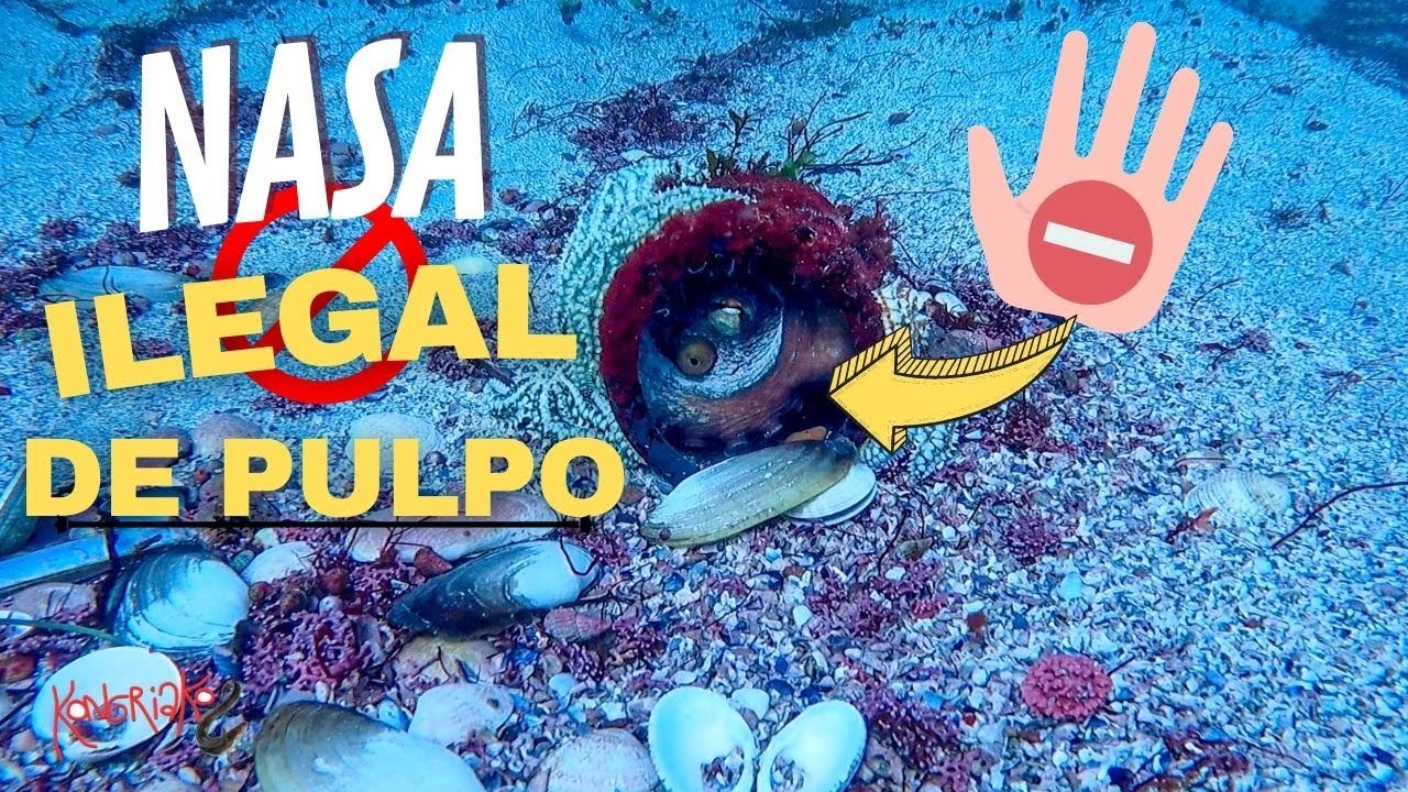 PESCA SUBMARINA🐙JORNADA DE PULPOS y CONGRIOS [ENCUENTRO UNA NASA ILEGAL ...