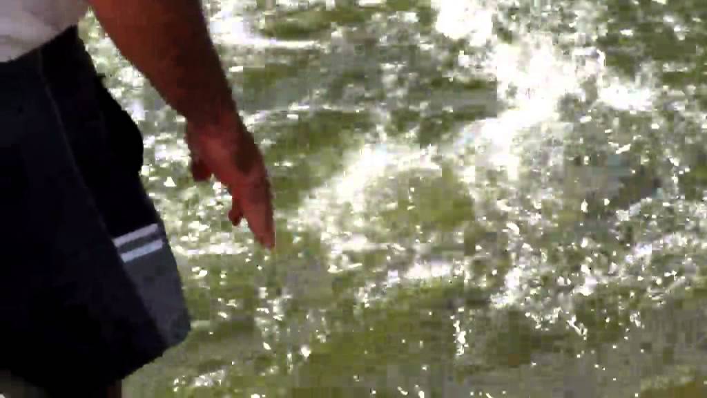 Big Barra at PIKES CROSSING Benaraby QLD. - YouTube