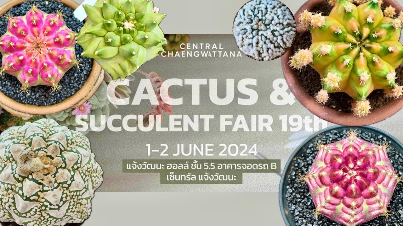 Tour Cactus Fair : 🌵🎉😊Cactus & Succulent fair 19th @Central ...