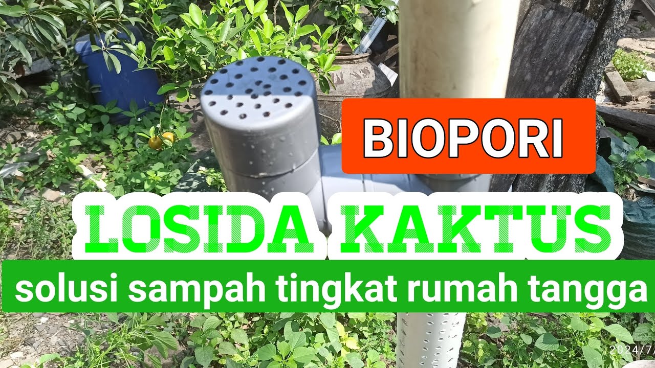 " LOSIDA" ( lodong sisa dapur ) KAKTUS #sampah #sampahorganik # ...
