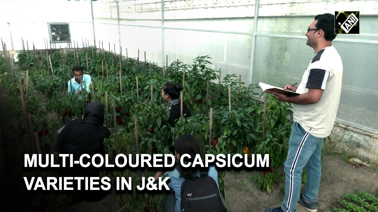 J&K: Scientists introduce multi-coloured capsicum varieties in SKUAST ...
