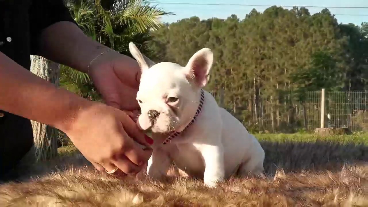 Perfeita Filhote de Buldogue Francês Fawn Pied - YouTube