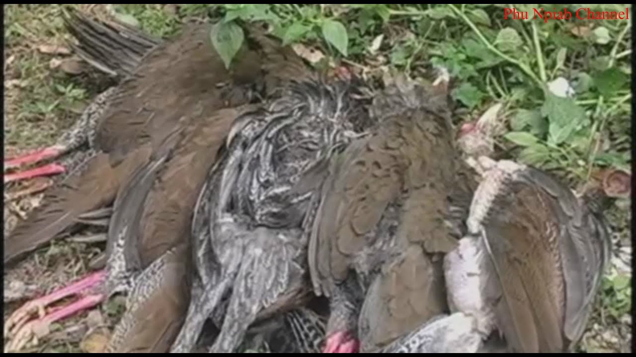 HD Yos Hav Zoov Tua Nraj Thiab Tua Nas Tua Noog Lom Zem Kawg.. Ep..1.. - YouTube