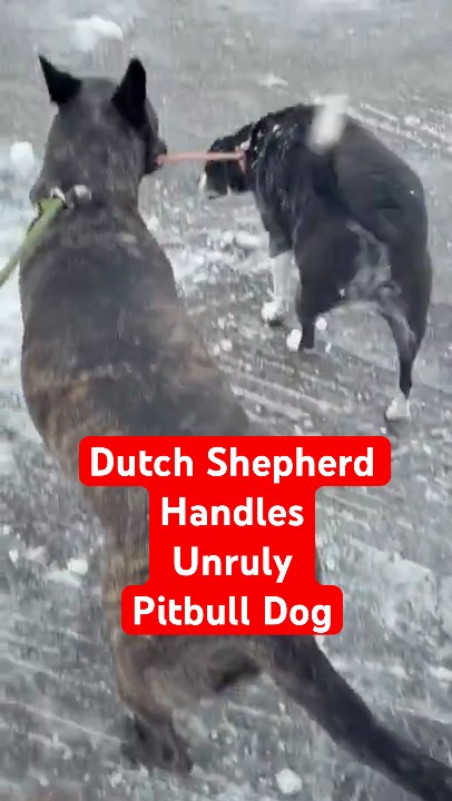 Dutch Shepherd Commands Pitbull #dutchshepherdtraining #pitbull # ...