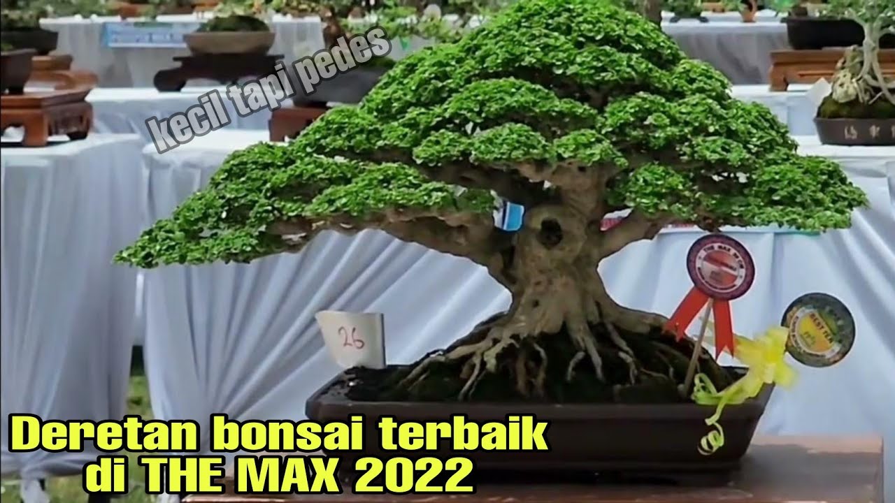 INSPIRASI BONSAI THE MAX / BONSAI SMALL JUARA / BONSAI MAME JUARA ...
