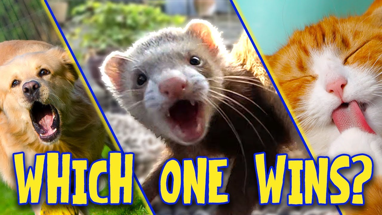 Which Pet Is Best for You? Ferret vs Dog vs Cat (Real Talk) - YouTube