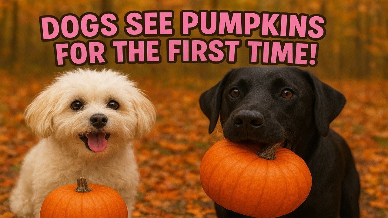 Dogs see pumpkins for the 1ST TIME! How will they react?! - YouTube