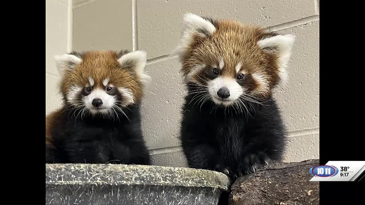Lincoln Children's Zoo gives update on red panda triplets, Zoo Lights ...