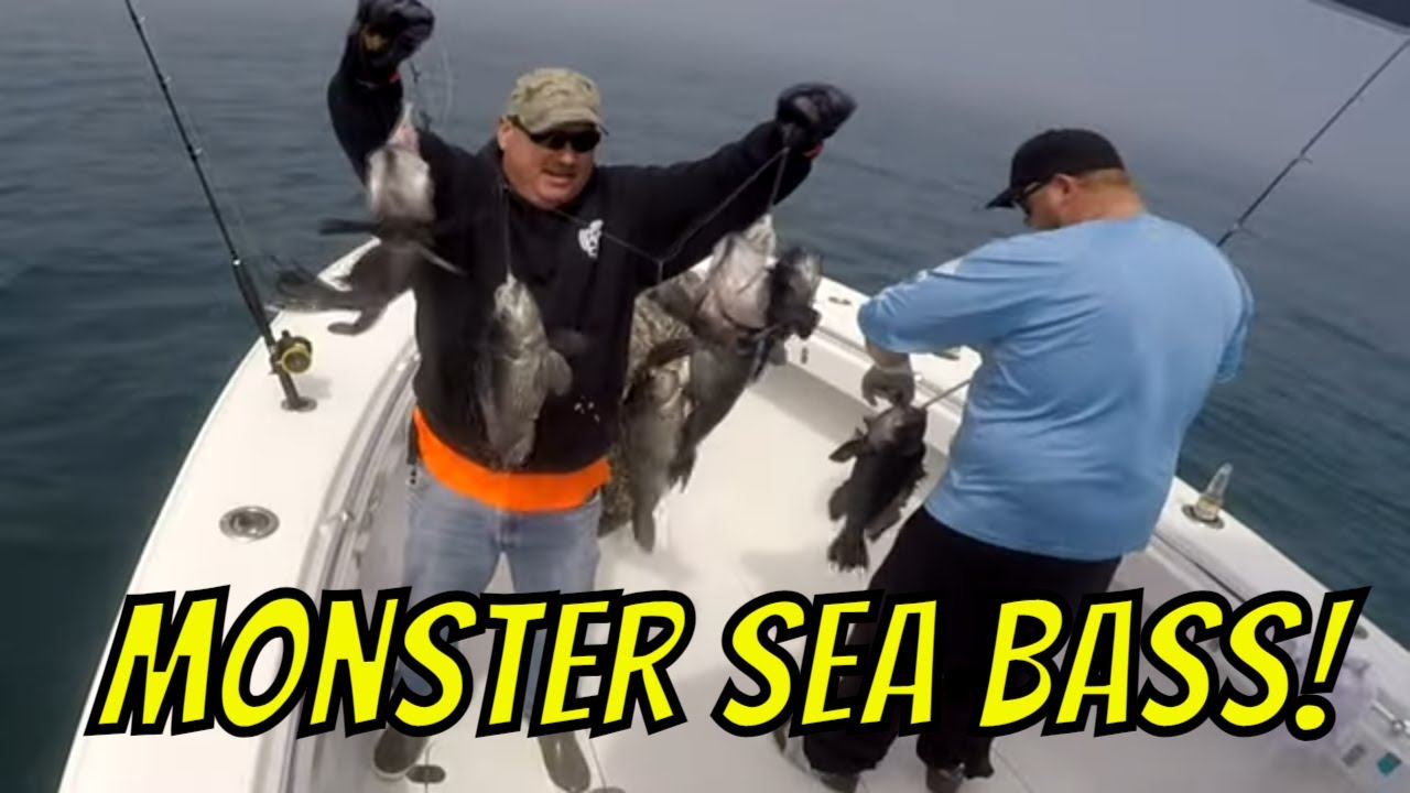 Sea Bass Smack down Continues! (Offshore seabass fishing - Virginia ...