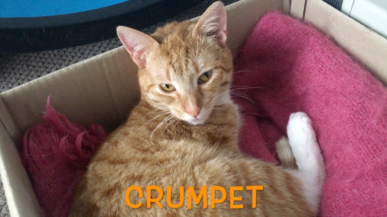 Crumpet, the Wobbly Deaf Cat (now with a happy ending) - YouTube