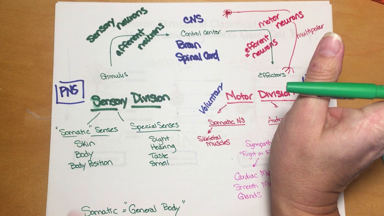 253 Structural And Functional Classification Of Neurons YouTube 253 Structural And Functional Classification Of Neurons YouTube