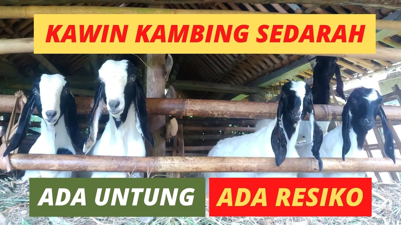 REALITA !! TERNAK KAMBING KAWIN SEDARAH (inbreeding) - AKSARA Agro ...