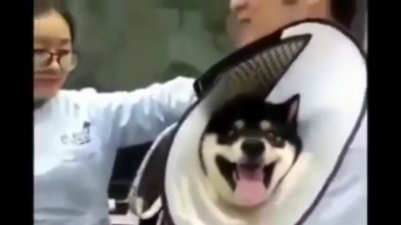 SHOT ON IPHONE MEME COMPILATION (PERFECTLY CUT SCREAMS EDITION) - YouTube