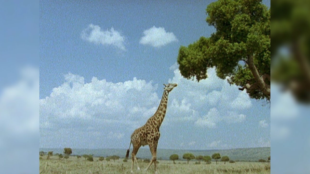 Giraffes: Nature's Walking Hedge Trimmers - YouTube