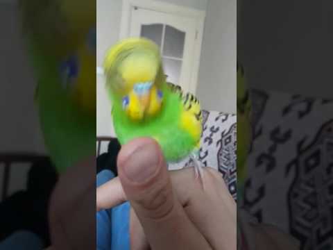 Konusan muhabbet kuşu