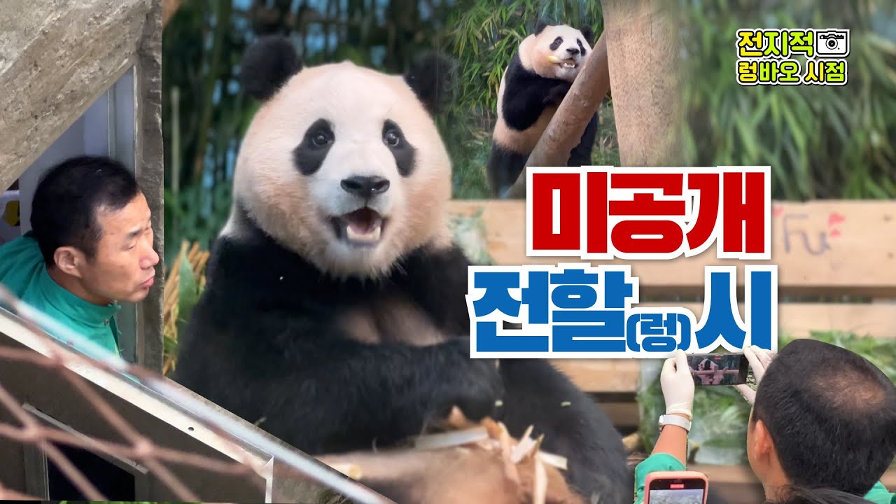 ★짝퉁주의★전할시 아니고 전렁시★ 23년 6월 여름 미공개 전지적 할부지 시점을 전하는 공개 전렁시 푸바오 전할시 Youtube