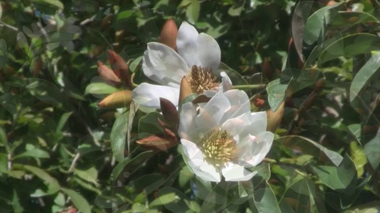 Magnolia Star Bright - YouTube