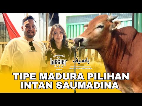 INTAN SAUMADINA HUNTING LANGSUNG SAPI DI LAPAK