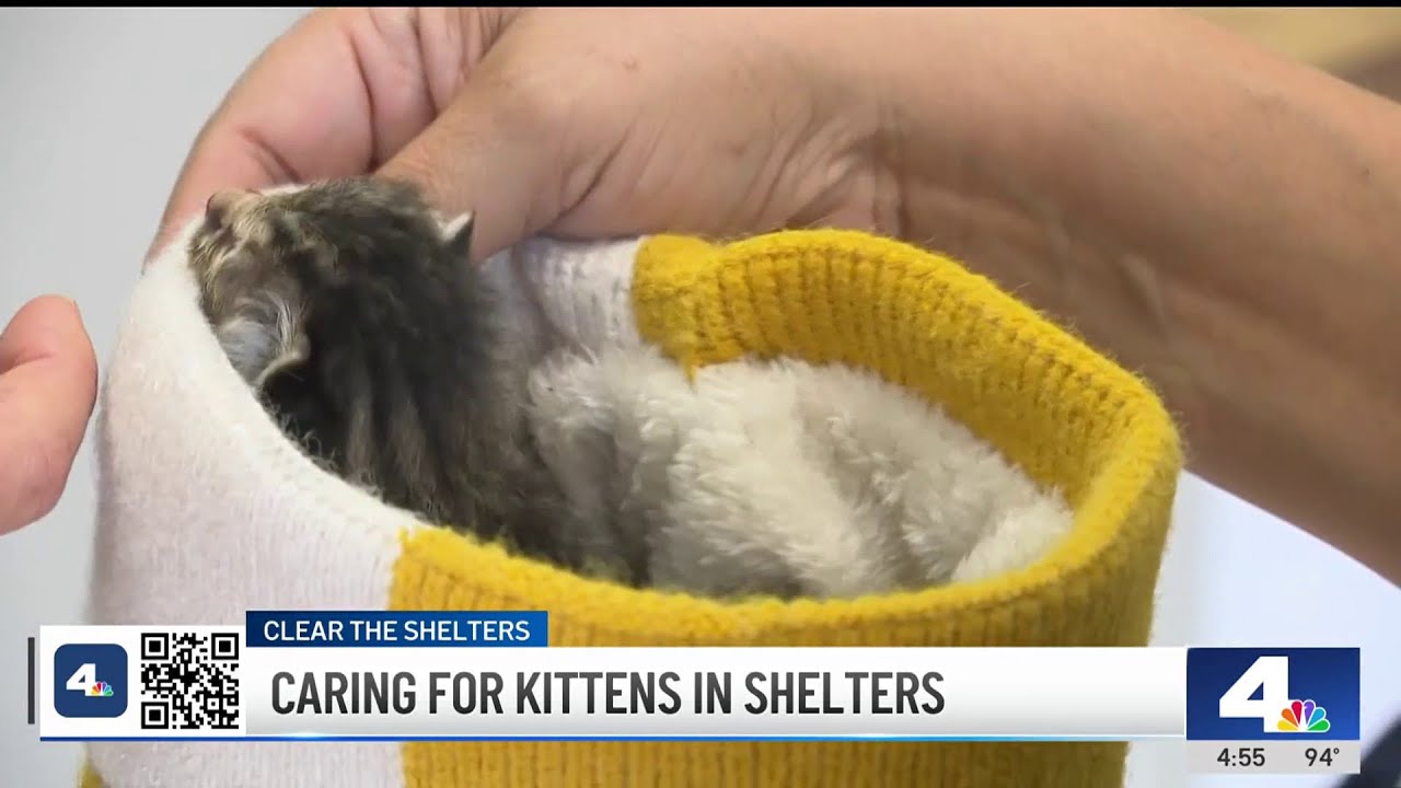 Rescue group's 'Kitten Kits' help shelters care for cats - YouTube