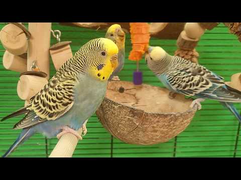 budgie sounds for lonely birds