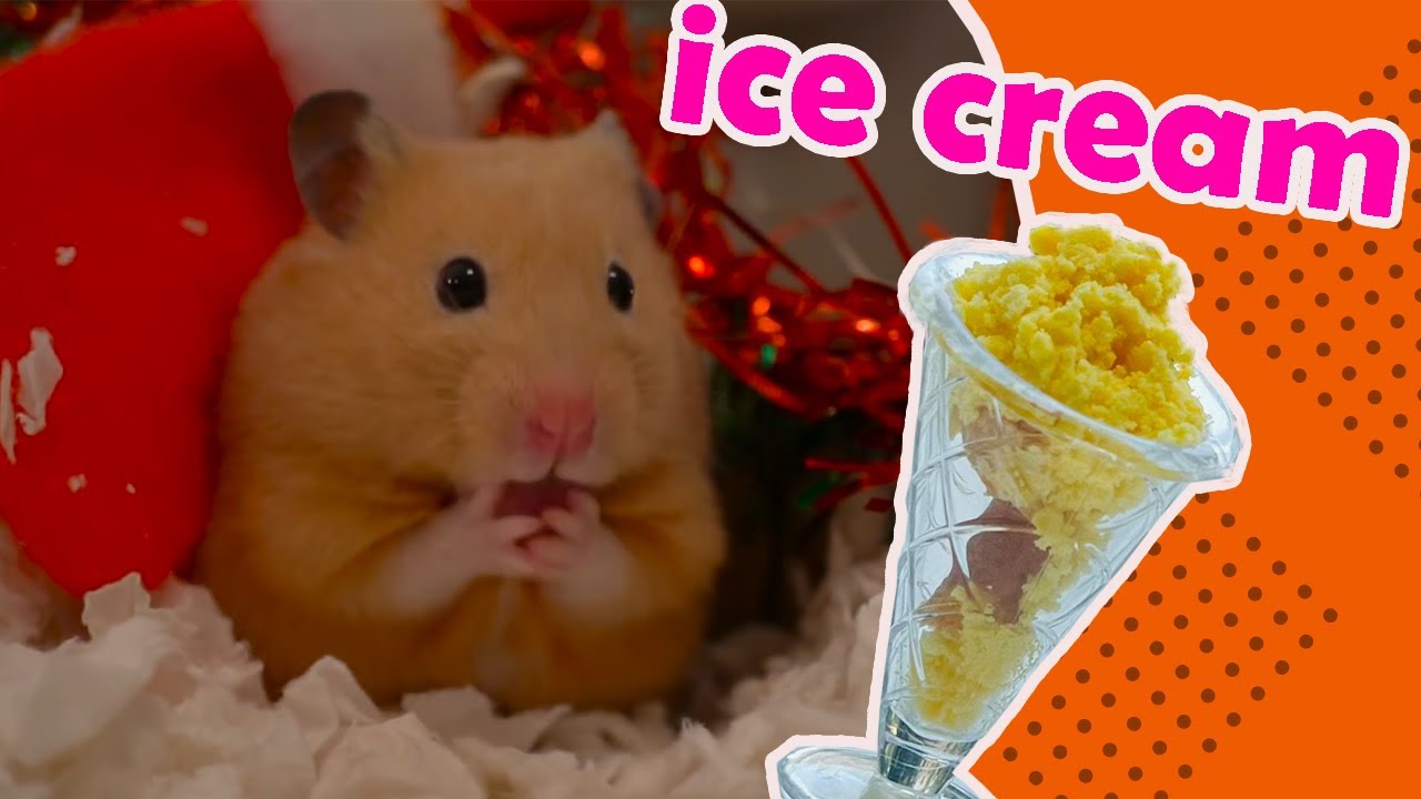 Hamster eats a ice cream 🐹 Hámster come un helado 🎃 tasse de glace 🍎 ...