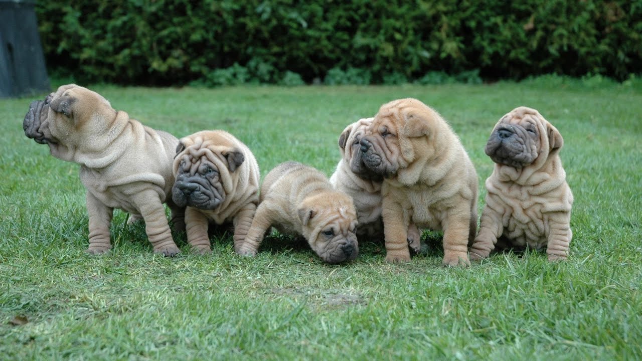 How to Groom and Bathe Your Chinese Shar-Pei | Tips for a Stress-Free Grooming Experience - YouTube