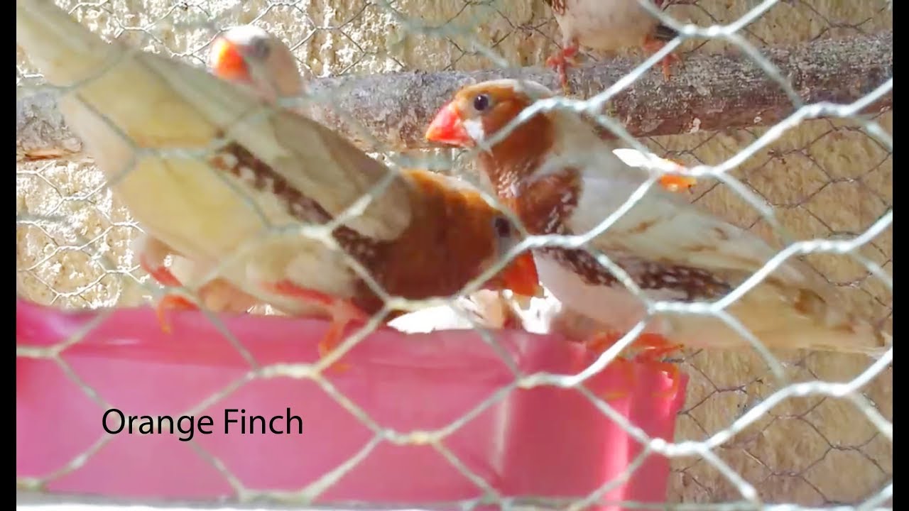 Finches Group Breeding (Orange Mutation ) Collective Videos #1 - YouTube