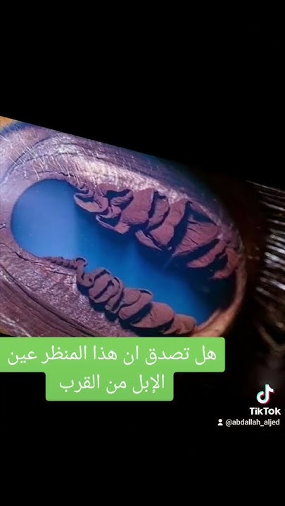 عجائب الإبل عين الإبل من القرب 😳 سبحان الله Youtube