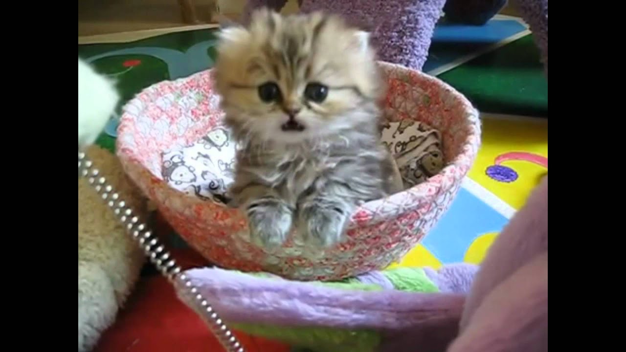 The Meow Song - Autotuned Cats - YouTube