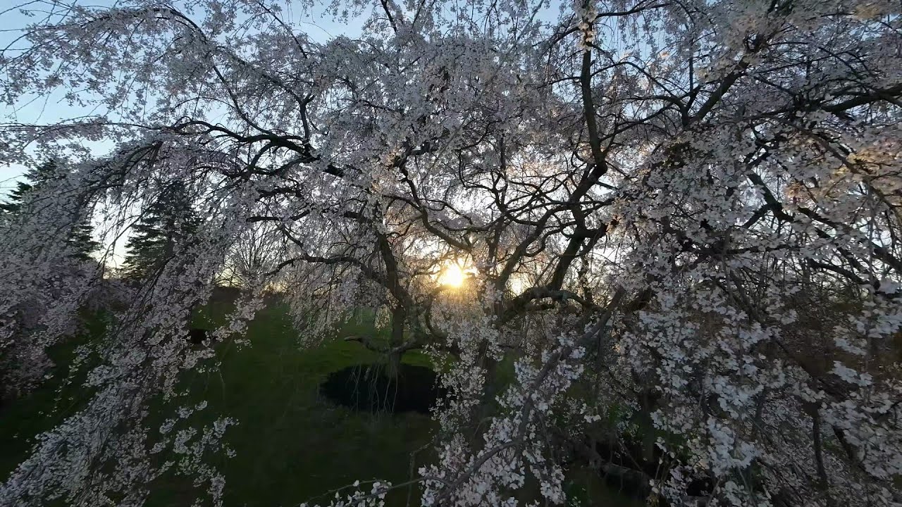 Blossoming Cherry Trees - YouTube