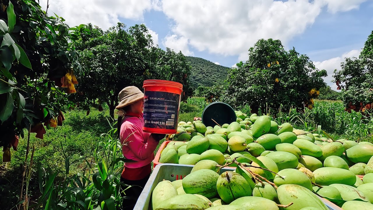 🥭🥭 Mango Farming | How to Harvest Mango fruit - YouTube