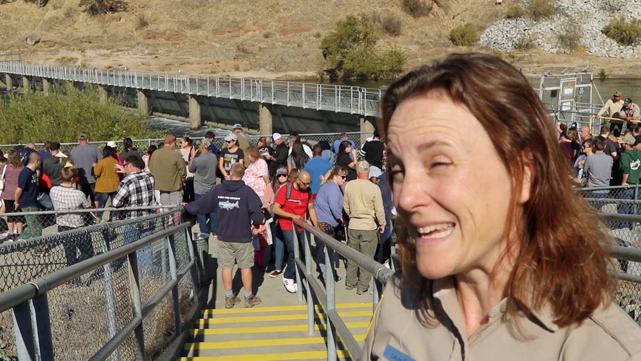 2019 Nimbus Fish Hatchery Ladder Opening - YouTube