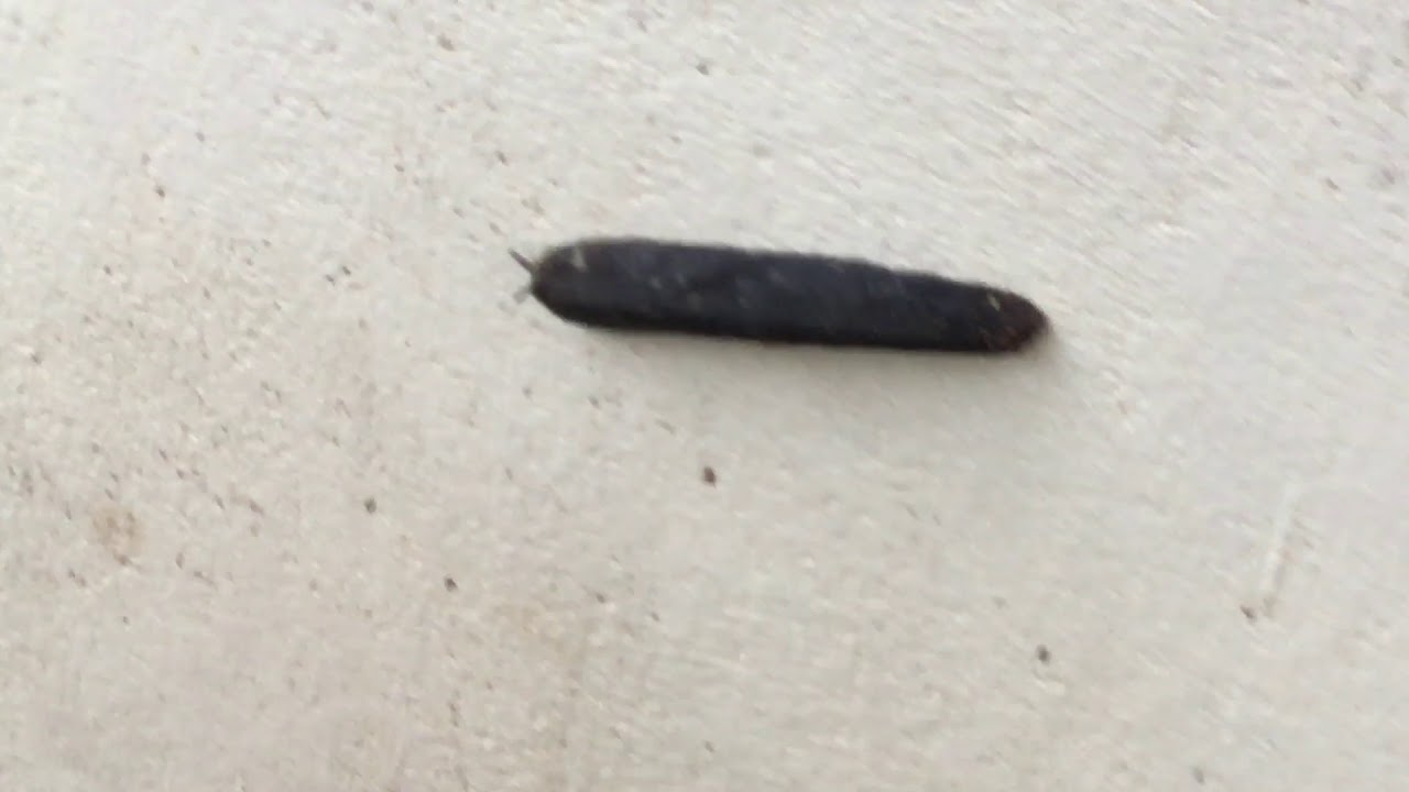 Indian cattle leech (hirudinaria granulosa) - YouTube