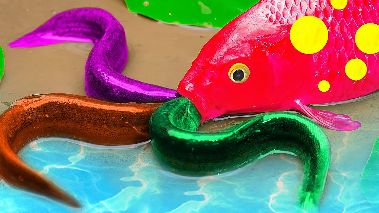 Amazing Koi Doctor - Koi fish and Eel Survival Battle - Funny Animails ...