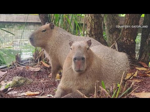 New capybara encounter at Gatorland - YouTube
