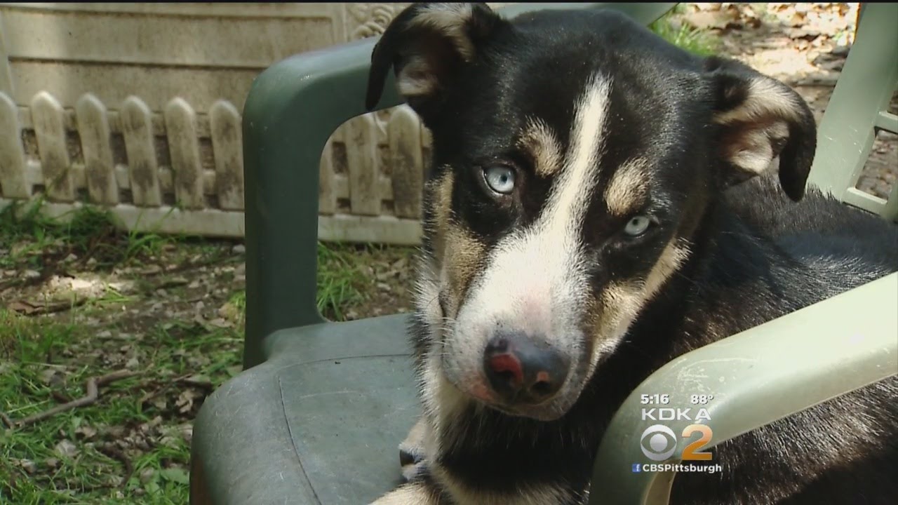 Missing Dog Back With Owner After Incredible Rescue - YouTube