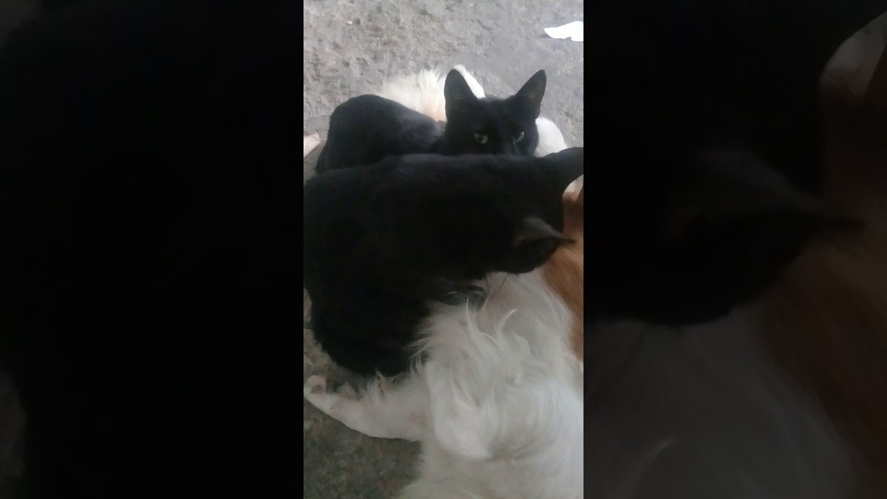 Gato Negro y perro chato - YouTube