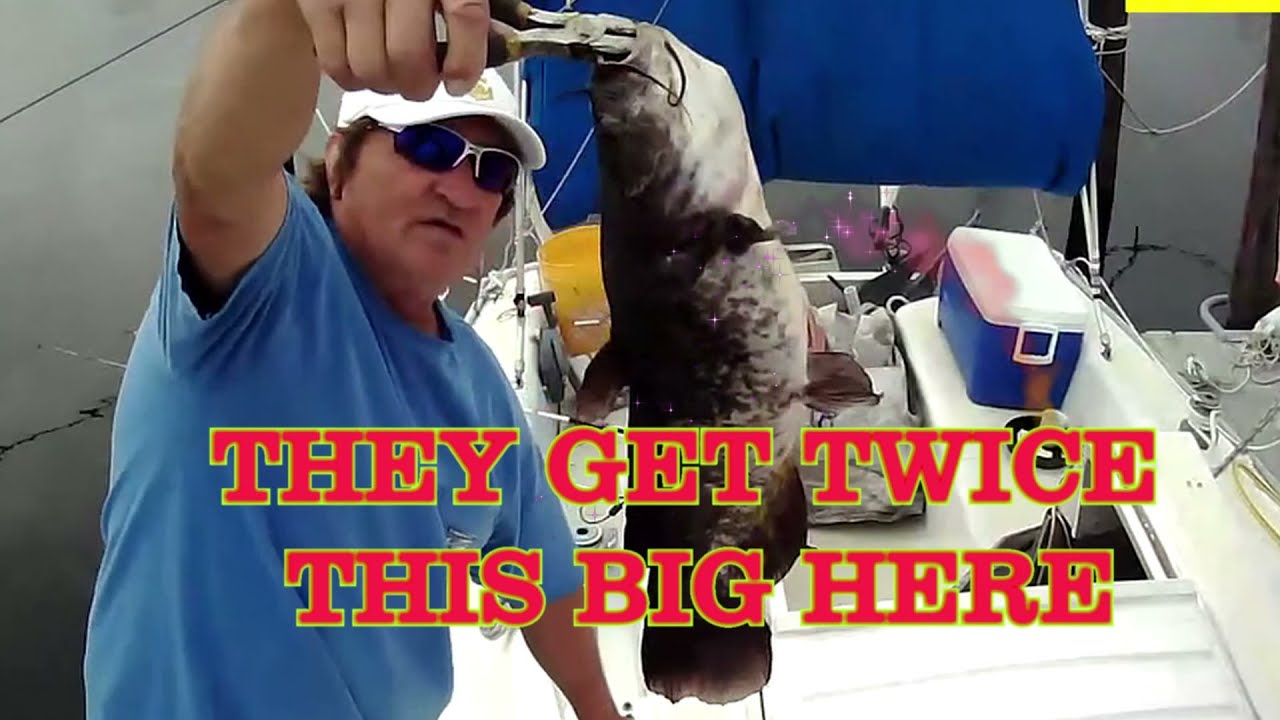 WORLD RECORD BROWN BULLHEAD CATFISH HIDE HERE - YouTube