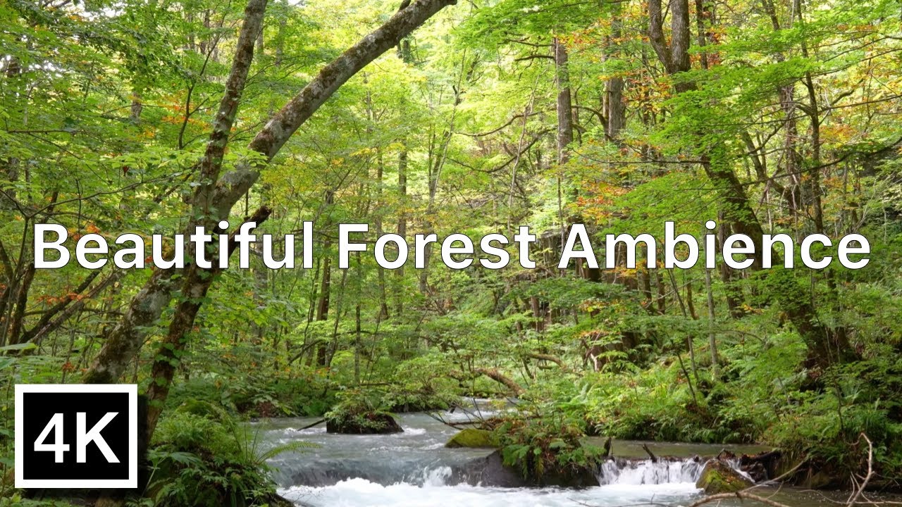 Beautiful Forest Ambience in Northern Japan | ASMR | Sounds Of Nature ...