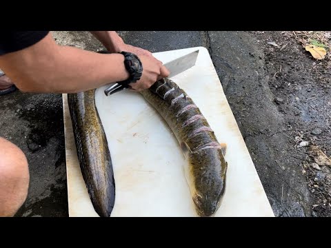 CATCH AND COOK RIVER EEL ADOBO WITH COCONUT MILK Papa Froi is live ...