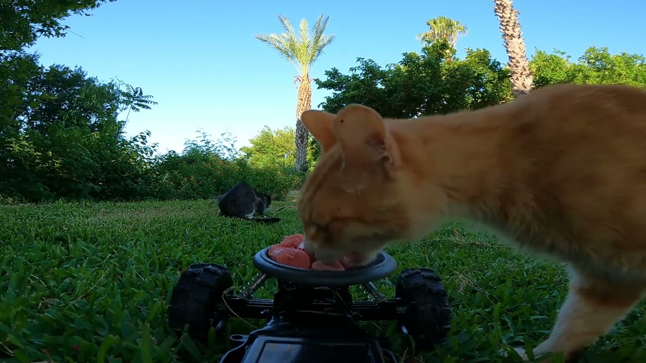 Angry stray cats fighting over sausages! - YouTube