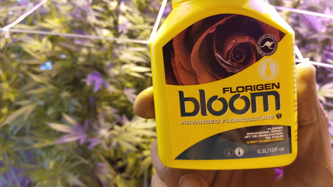 WEEK 5 FLOWER - HPS LED T5 GROW - YouTube