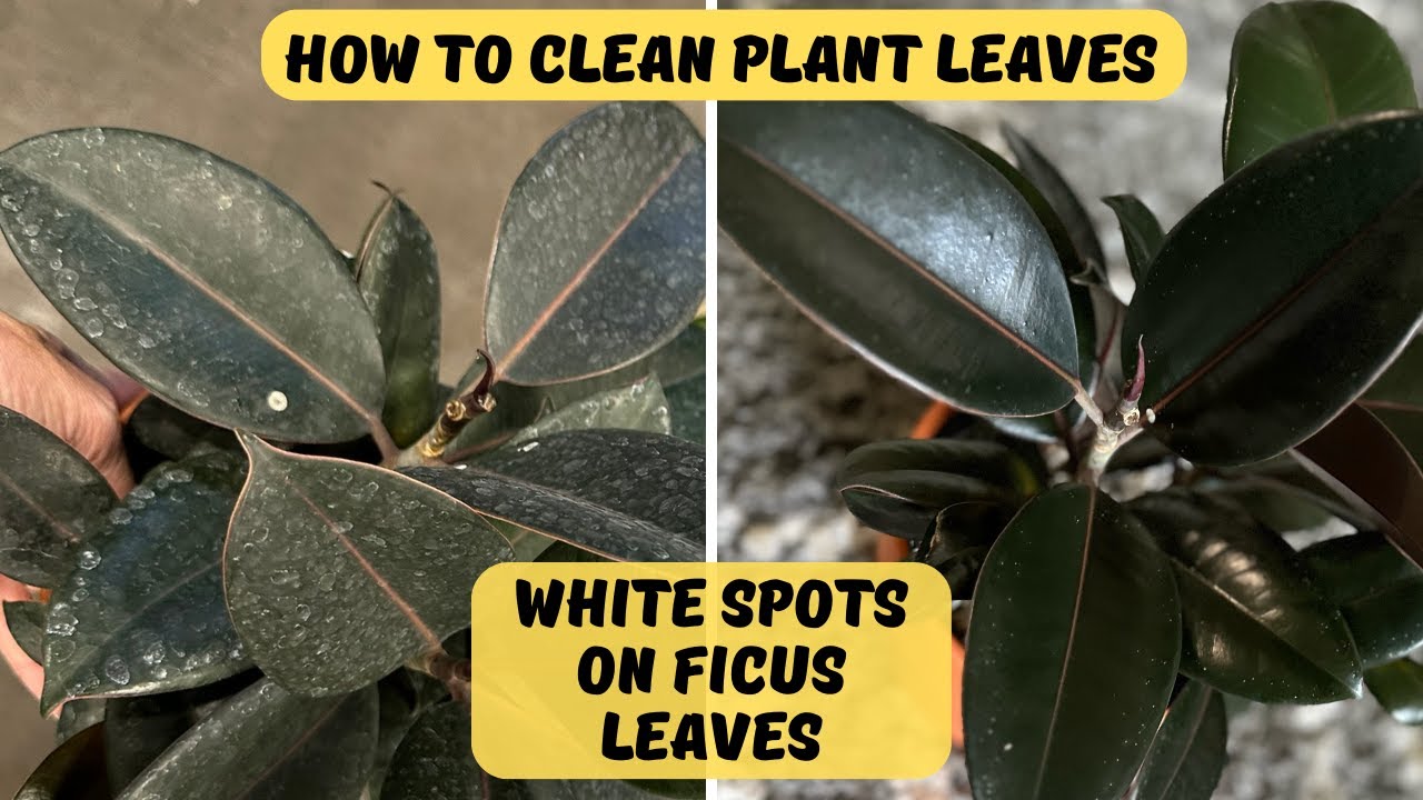 How To CLEAN Plant Leaves White Spots On Ficus Leaves Rubber Plant how-to-clean-plant-leaves-white-spots-on-ficus-leaves-rubber-plant