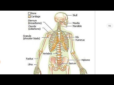 Bse. Nursing || Skeletal System #anatomy of medical education ...