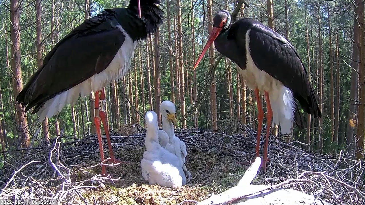 Must-toonekurg~Karl comes home! Storklets are growling! Fish for all~9: ...