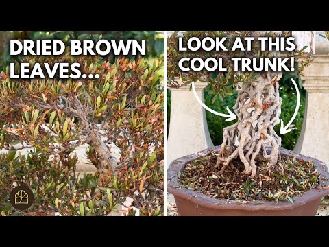 How To Revive Azalea Bonsai