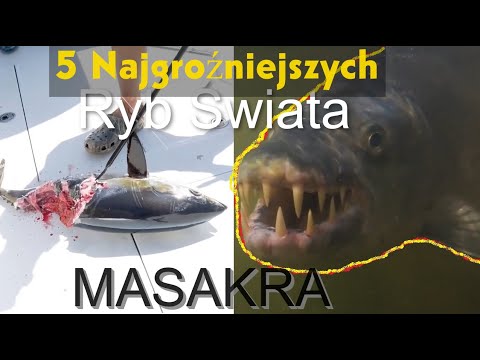 5 Najgroźniejszych ryb świata!! Ryby te jedzą nawet ludzi! - YouTube
